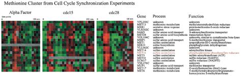 process and function annotation of genes in a dna microarray cluster