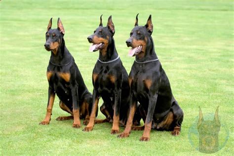 All The Colors And Types Of The Doberman Pinscher Doberman Planet