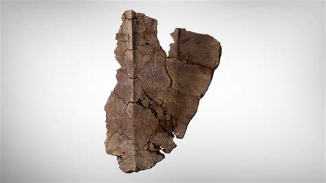 Ancient Dna In A 6 Million Year Old Turtle Fossil