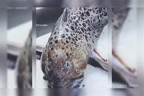 俄海岸惊现深海恐怖怪鱼，满嘴尖牙像外星生物，疑似罕见狼鳗