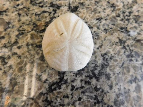 Fossil Sea Urchin Calcified Fossils And Artifacts For Sale Paleo Enterprises