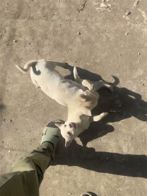 سگ های عاشق دعوا من با این دوتا خواهر چکار کنم عاشق دعوان یسره بهم