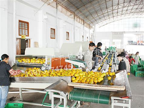 产品中心 沅江兴农机械制造有限公司 沅江水果分选机 沅江水果清洗机 沅江水果打蜡机哪里好 沅江兴农机
