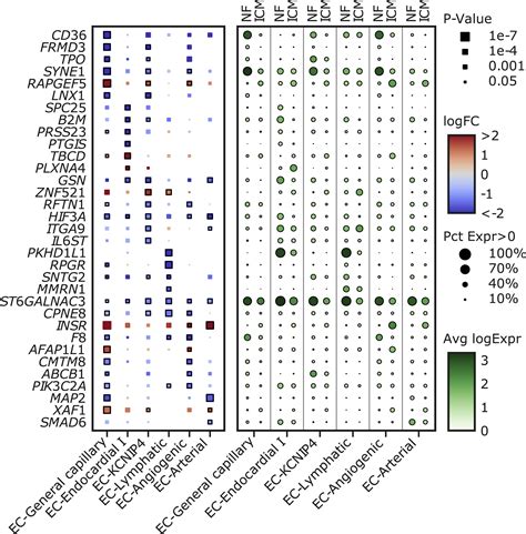Single Nucleus Rna Sequencing In Ischemic Cardiomyopathy Reveals Common Transcriptional Profile