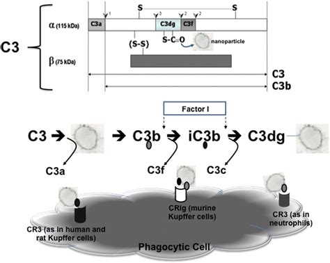 The Interplay Between Blood Proteins Complement And Macrophages On