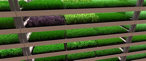 실내 수직 농장 향신료와 조미료 파슬리 딜 바질 양파 로즈마리 민트 백리향 수경 재배 마이크로 그린 공장 공장 지도된 빛 3d 그림 0명에 대한 스톡 사진 및 기타 이미지