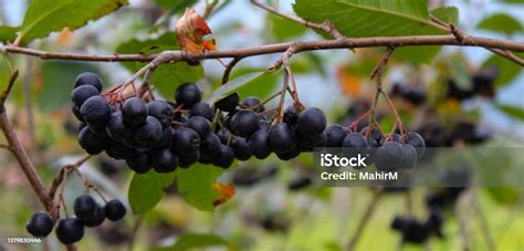 기치 가지 잘 익은 열매가 있는 블랙 초크베리 식물 수확할 준비가 된 베리 정원에서 검은 초크 베리 과일의 가지 아로니아 과일