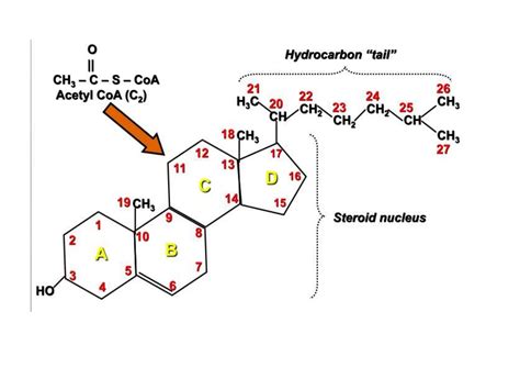 Cholesterol Absorption Synthesis Metabolism Fate PPT Digestive