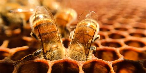 What Type Of Bees Can Go In Flow Hives Frames