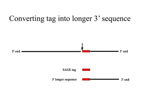 ppt computational analysis of transcript identification using genbank