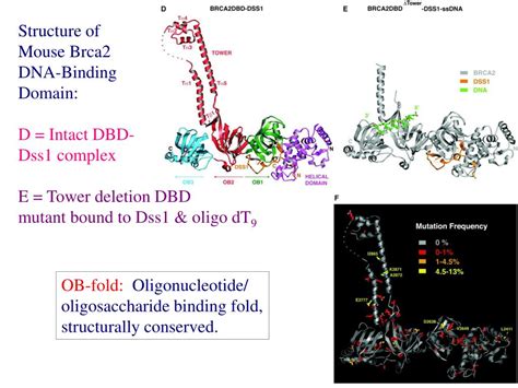Ppt The Ob Fold Oligonucleotideoligosaccharide Binding Fold In