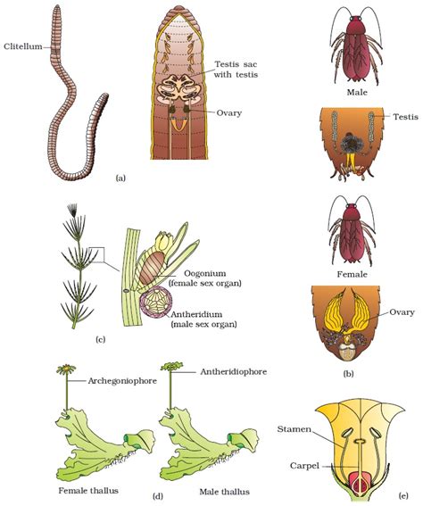NCERT Class XII Biology Chapter 1 Reproduction In Organisms AglaSem Babes