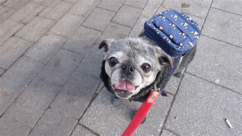 Suji And Her Backpack R Pugs
