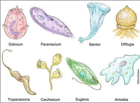 Нэг эстэн 🏼 Амьдрал Судлалын ШУ Facebook