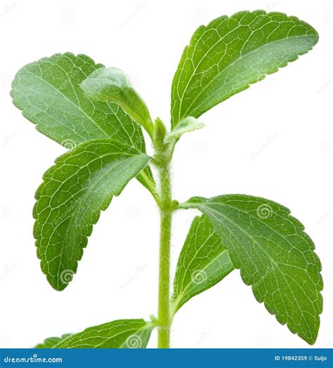 Stevia Plant Stock Image Image Of Detail Nourishment 19842359
