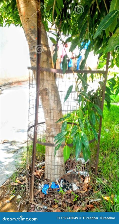 Tree Protection Fencing India Stock Image Image Of India Leaf 159743049