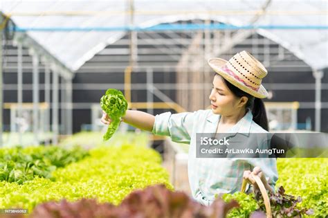 농부 채소밭 주인 젊은 아시아 친절한 여자 미소와 야채 샐러드 농장 보육원에서 생산된 유기농 신선한 수경 야채 온실 농업 사업 아이디어 2명에 대한 스톡 사진 및 기타