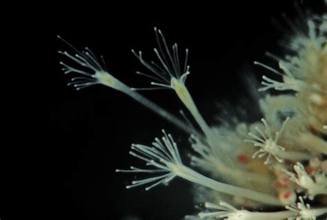 Adw Hydrozoa Information
