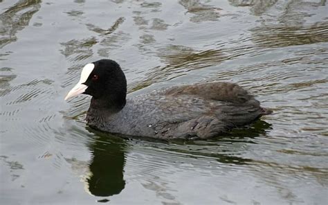 Водоплавающая птица лысуха Водоплавающая птица лысуха Фотография на