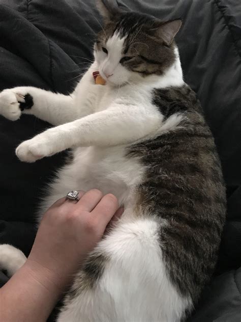 He Let Me Scratch His Belly Rcatbellies