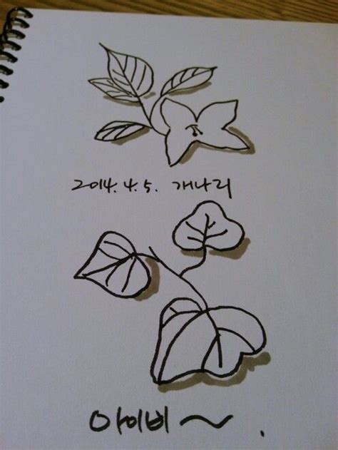 개나리와 아이비