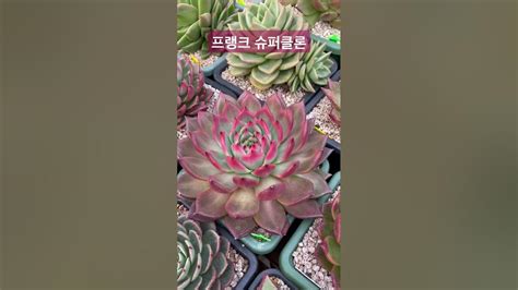 색감예쁜 프랭크슈퍼클론 다육 다육식물 다육이키우기 다육이 다육초보 Succulents 다육화분 多肉植物