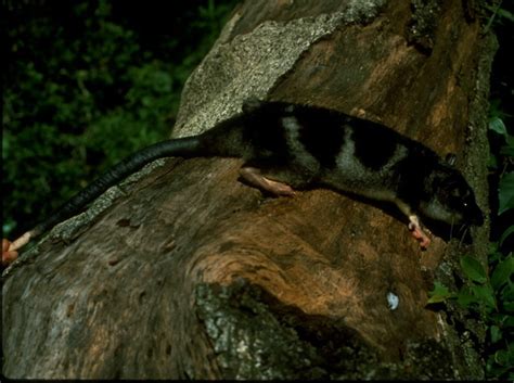 Adw Metatheria Information