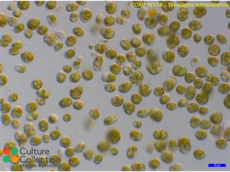 Tetraselmis Subcordiformis