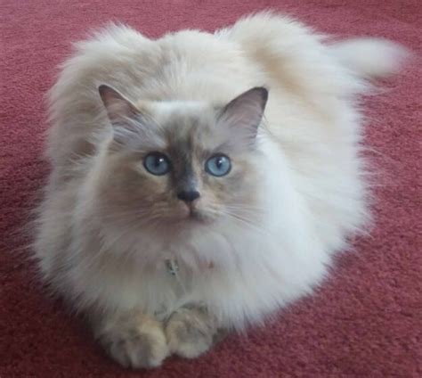 Kitten Ragdoll Of The Week
