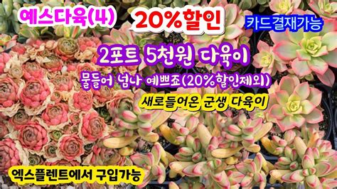 예스다육4 새로들어온 레드환타지아 군생 가격 착하네요 가격착한 2포트 5천원 다육이 색감이 최고네요 국민다육이도 추천합니다 퀸즈볼 5천원 Youtube