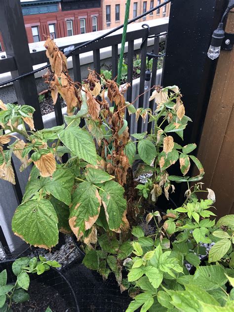 Raspberry Plants Dying Rvegetablegardening