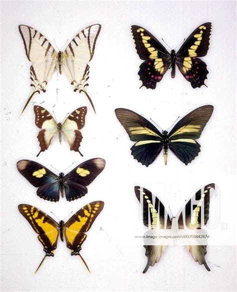 Butterflies Moths Eurytides Protesilaus Graphium Macleayanum Eurytides Pausanias Eurytides