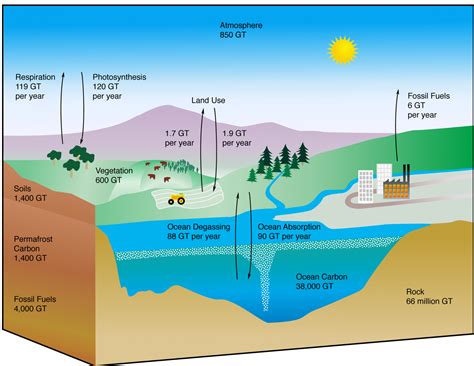 What Does The Diagram Of The Co2 O2 Cycle Illustrate