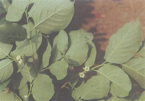 15君迁子 本草纲目