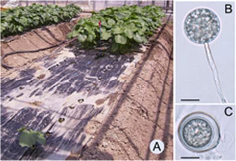 Pythium Ultimum Var Ultimum A Pre Emergence Damping Off In Okra Download Scientific