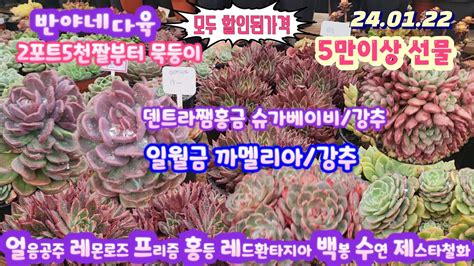 반야네다육32포트5천짤부터 묵둥이까지5만이상선물일월금까멜리야올펫루비브러쉬제이드글로우6천라피네슈가베이비14
