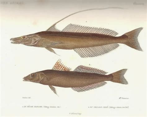 Sand Whiting Facts Diet Habitat And Pictures On Animaliabio