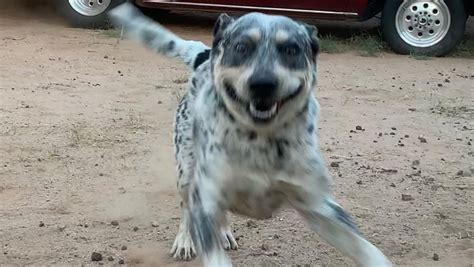 Fundraiser By Elle Foxx Max Was Hit By A Car