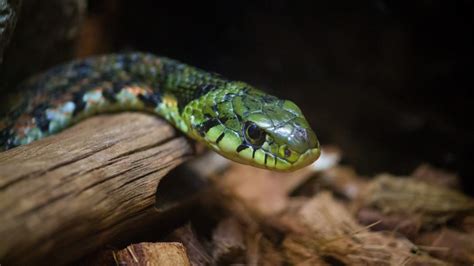 Pythonでweb開発もしたい！定番フレームワーク2選｜未経験からエンジニアを目指すブログ