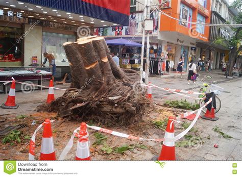 The Trees In The Garden Workers Handling Typhoon Toppled Editorial Stock Photo Image Of