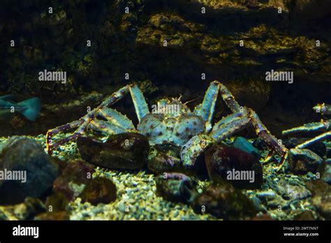 Sea Crab In Its Natural Habitat Oceanarium Wildlife Colorful Underwater World Natural