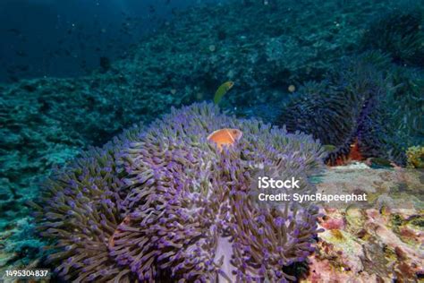 핑크 아네모네 물고기는 깊고 푸른 바다 수중과 암초와 푸른 물 배경이 있는 울창한 산호 풍경에서 산호와 보라색 말미잘에서 수영하고 머물고 있습니다 0명에 대한 스톡 사진 및