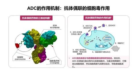 【前沿】肿瘤治疗“生物导弹”！全球及中国已上市adc药物有哪些？ 印塔健康官网