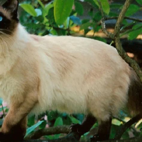 La Odisea De 160 Kilómetros De Lucky El Border Terrier Que Escapó De Una Perrera Para Buscar A