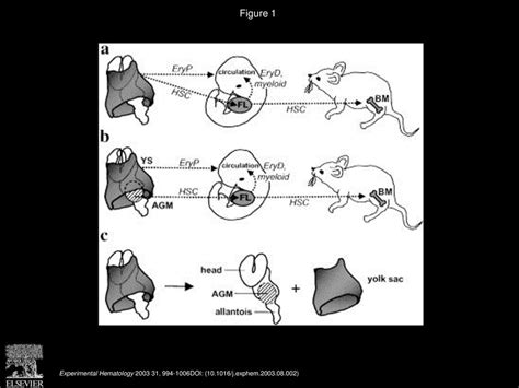 Hematopoiesis From Embryonic Stem Cells Lessons From And For Ontogeny