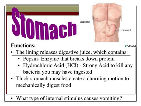 Digestive System Ppt Download