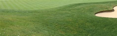 Turf Arrow Seed