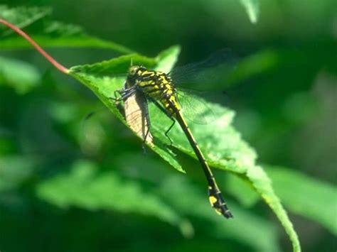 ミヤマサナエ 昆虫 動物 Yahoo きっず図鑑