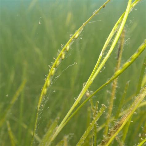 Close Up Of A Germinated Zostera Marina Seed Photo © Project Seagrass