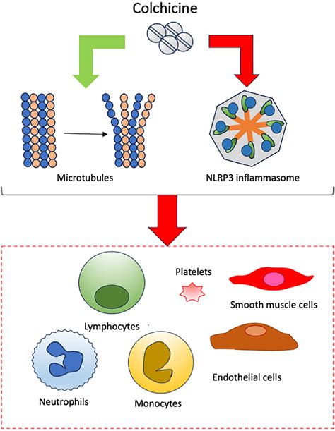 Colchicine And Cardiovascular Prevention European Journal Of Internal Medicine